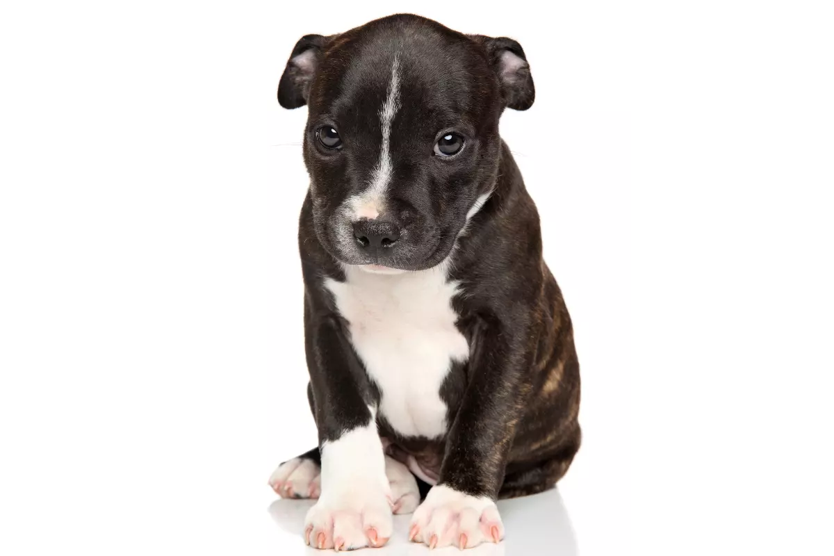 Opis rasy psa amstaff czyli american staffordshire terrier Blog o ...