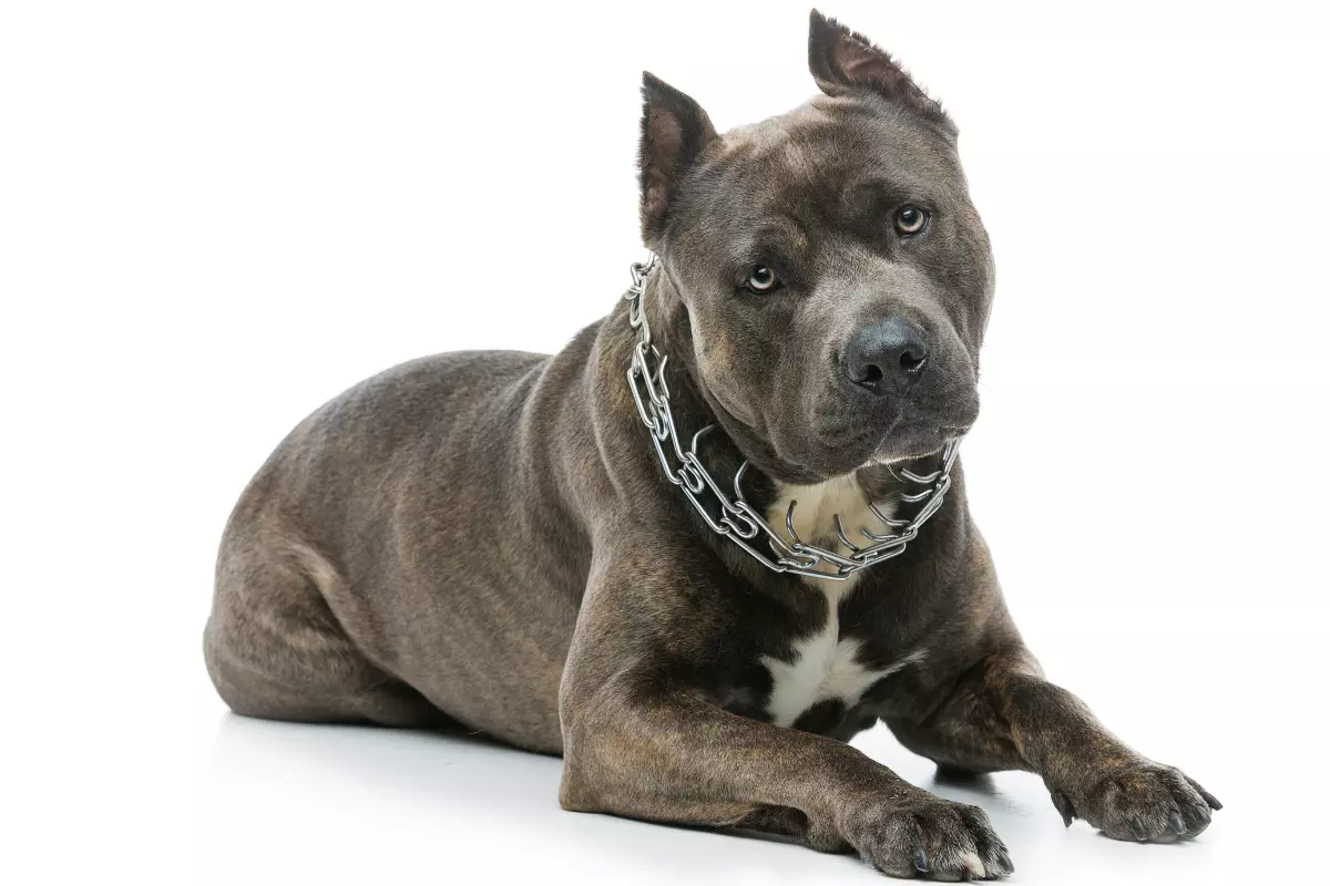 Opis rasy psa amstaff czyli american staffordshire terrier Blog o ...