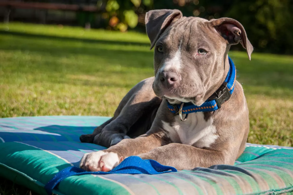 Opis rasy psa amstaff czyli american staffordshire terrier Blog o ...